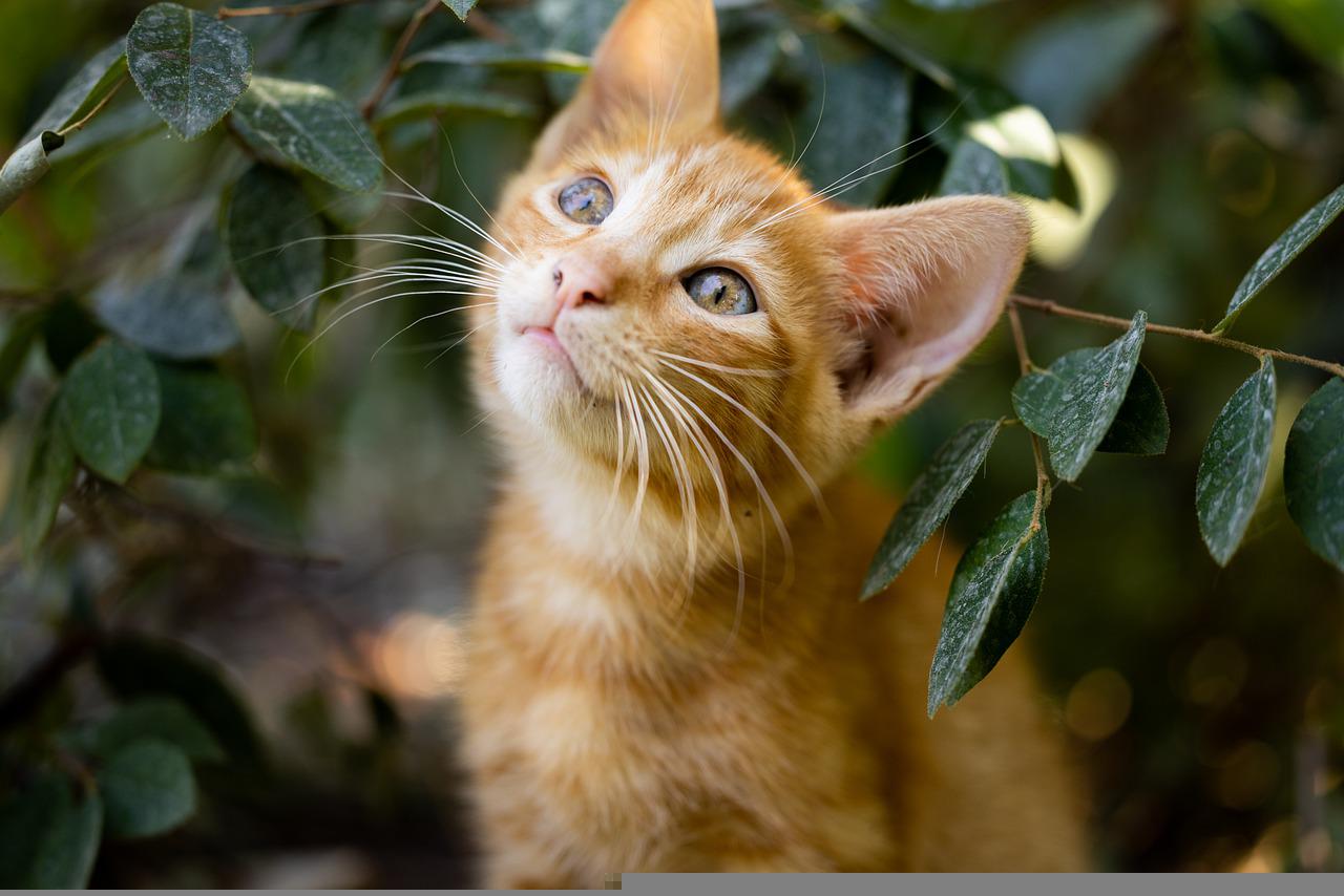 How To Keep Your Cat Safe With Routine Wellness Care - Mountain Lake ...