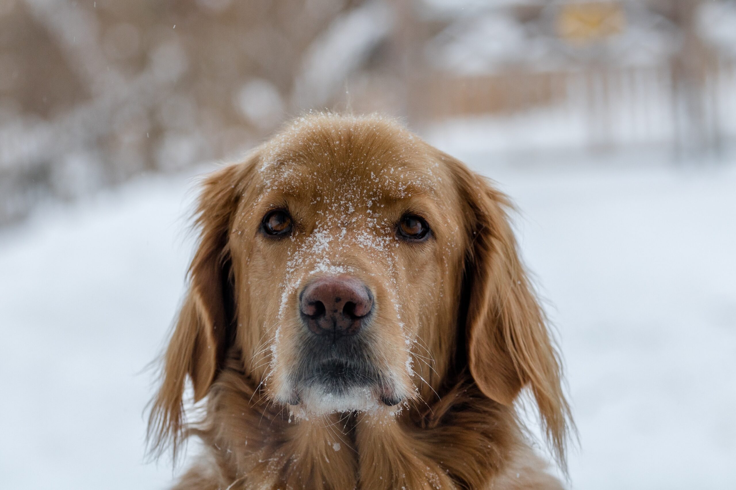 Chill in the Air: Protecting Your Pet from the Winter Cold - Mountain ...